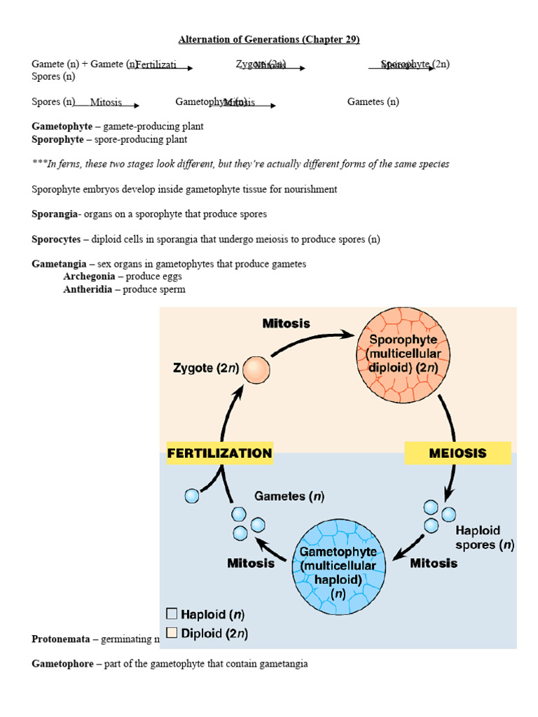 Biol 1202 Alternation of Generations | Download Free PDF ... Biol 1202 Alternation of Generations | Download Free PDF ...