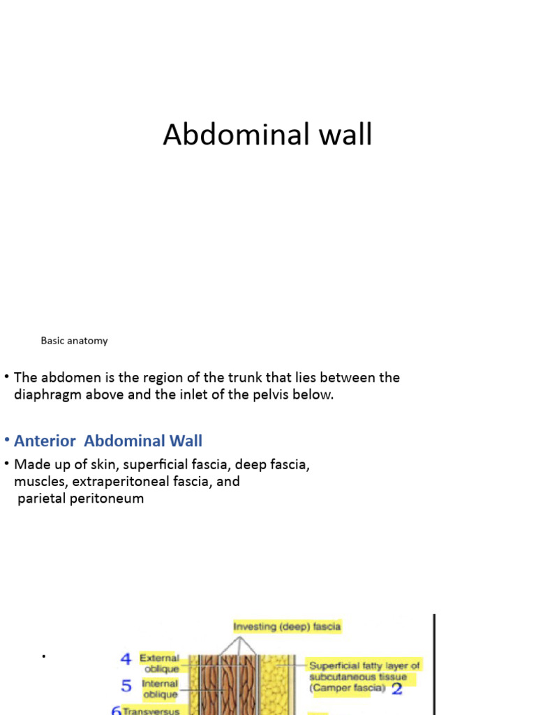 Abdominal Wall | PDF | Abdomen | Pelvis