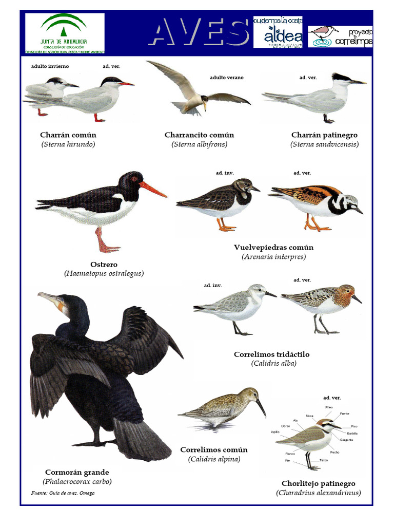 Aves | PDF