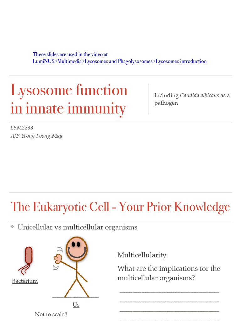 1 Lysosomes Introduction | PDF | Lysosome | Cell (Biology)