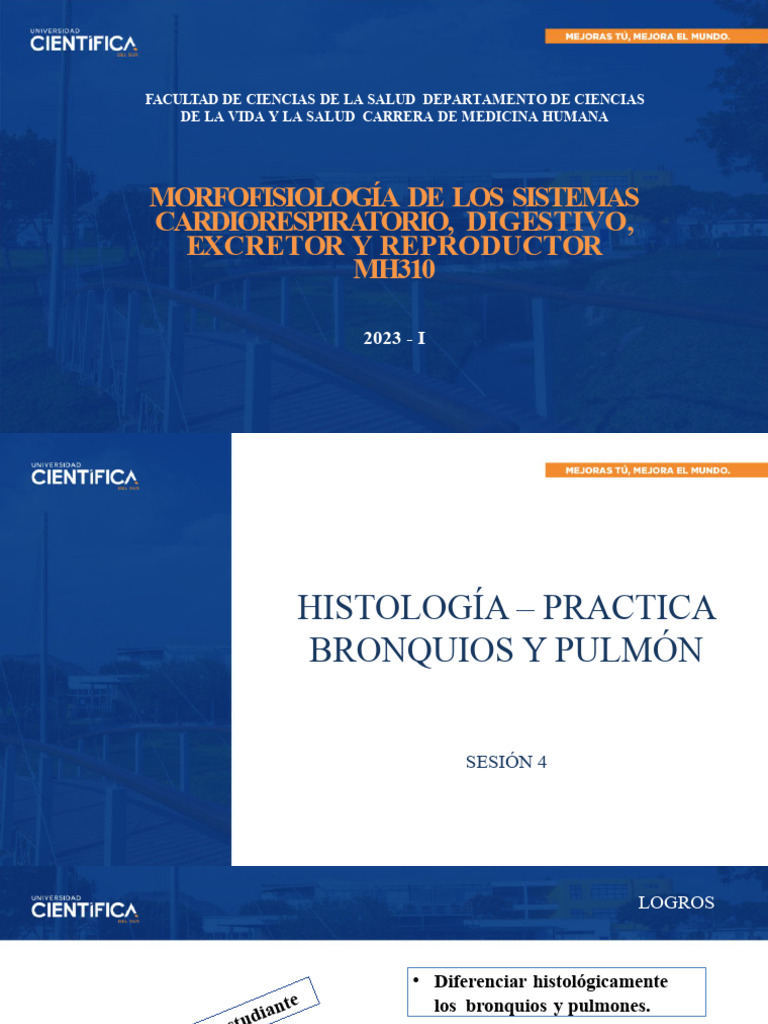 HISTOLOGIA Sesión 4 Práctica Bronquios y Pulmón | PDF | Epitelio | Pulmón