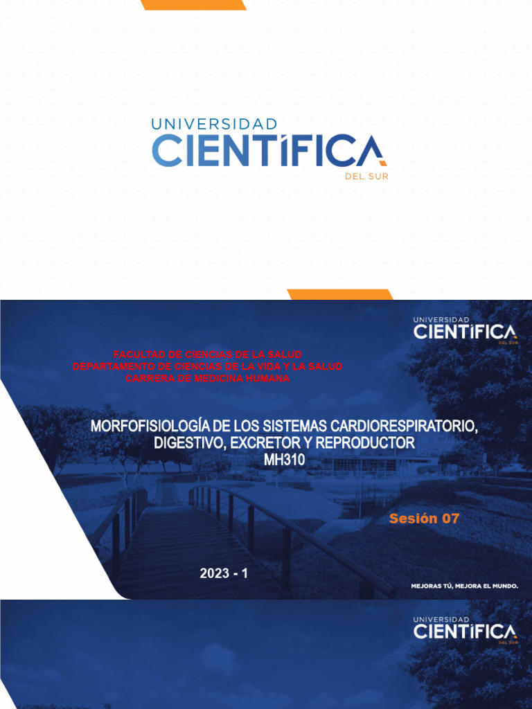 HISTOLOGIA+Sesión+7 +Práctica+Hígado,+Vesícula+biliar+y+Páncreas | PDF ...