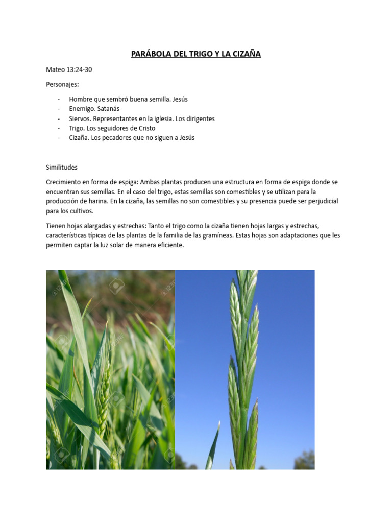 Parábola Del Trigo y La Cizaña | PDF | Cereales | Trigo