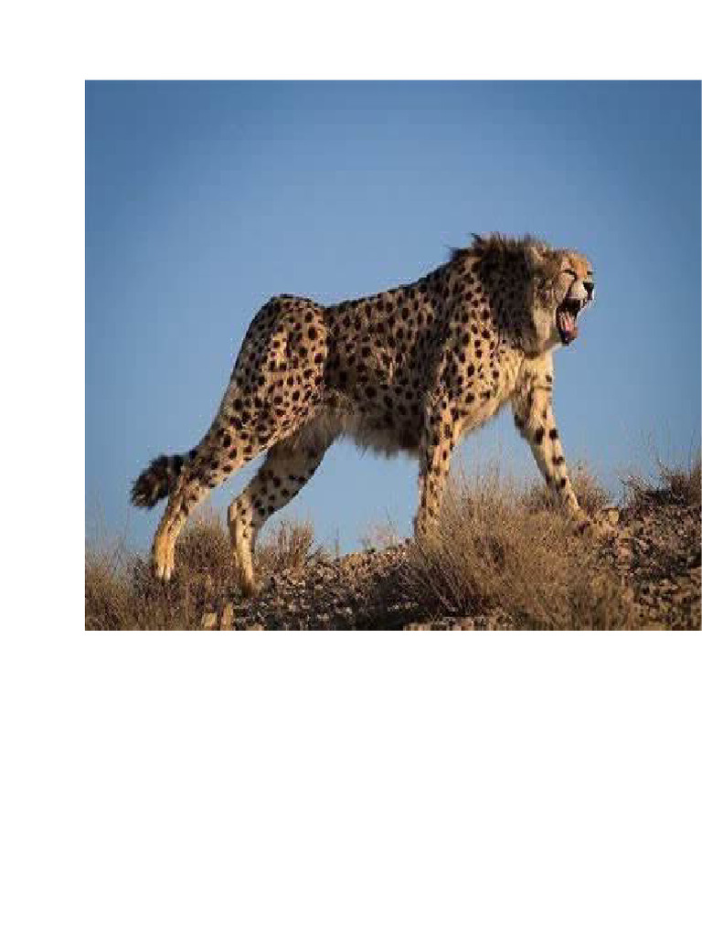 Cheetah | PDF