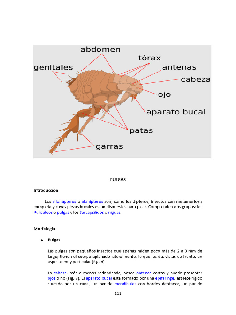 Morfología y características de las pulgas | PDF | Ciencia y matemáticas