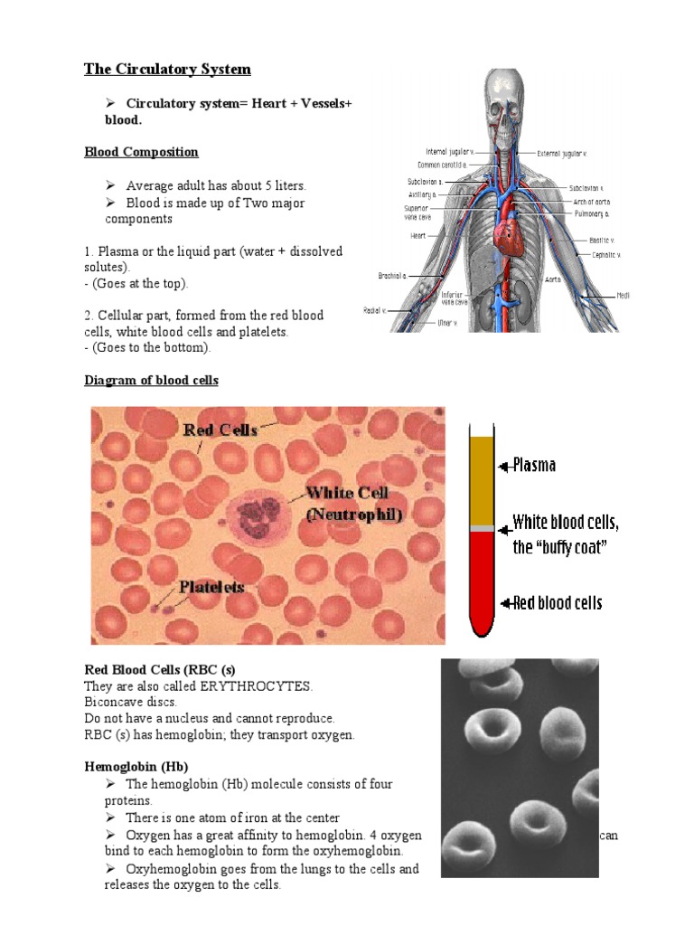 Circulatory System | PDF | Heart Valve | Heart