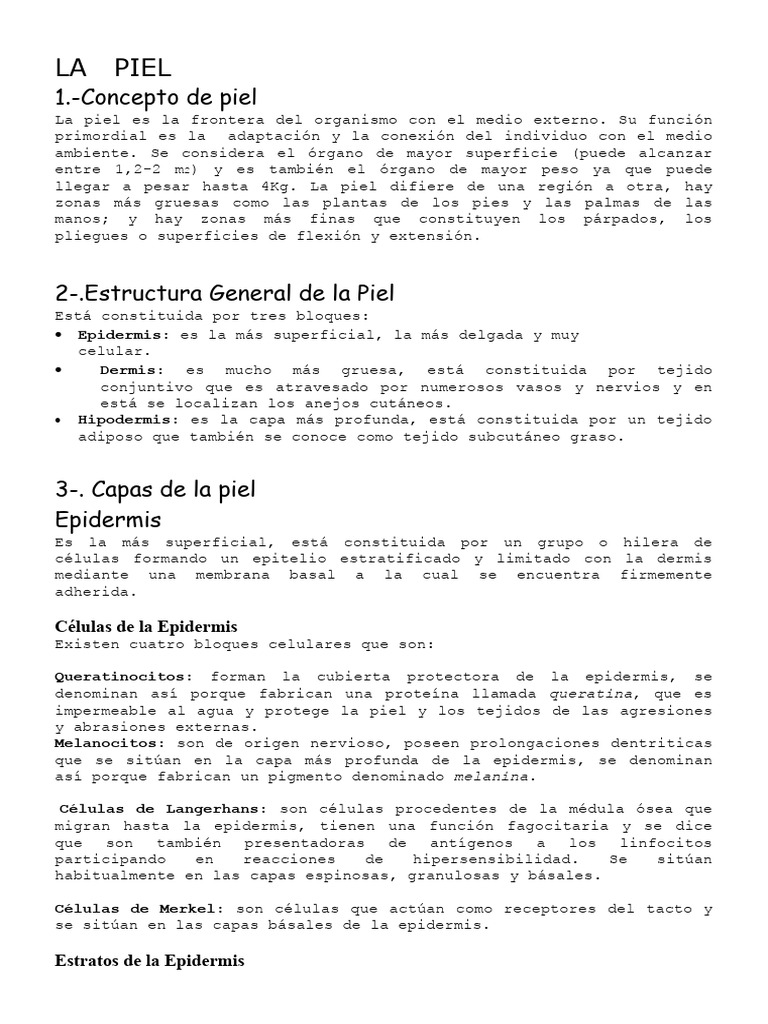 Piel Pdf Piel Epidermis