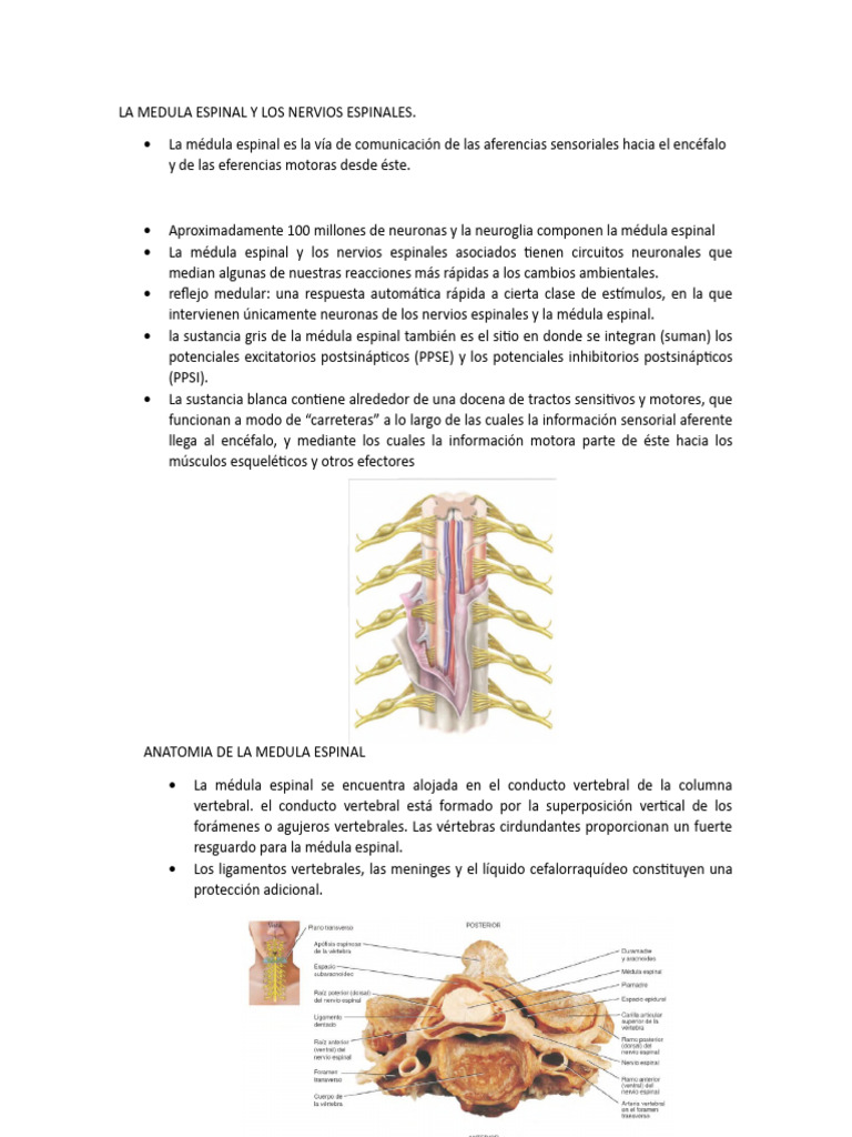 Anatomía y funciones de la médula espinal | PDF | Médula espinal ...