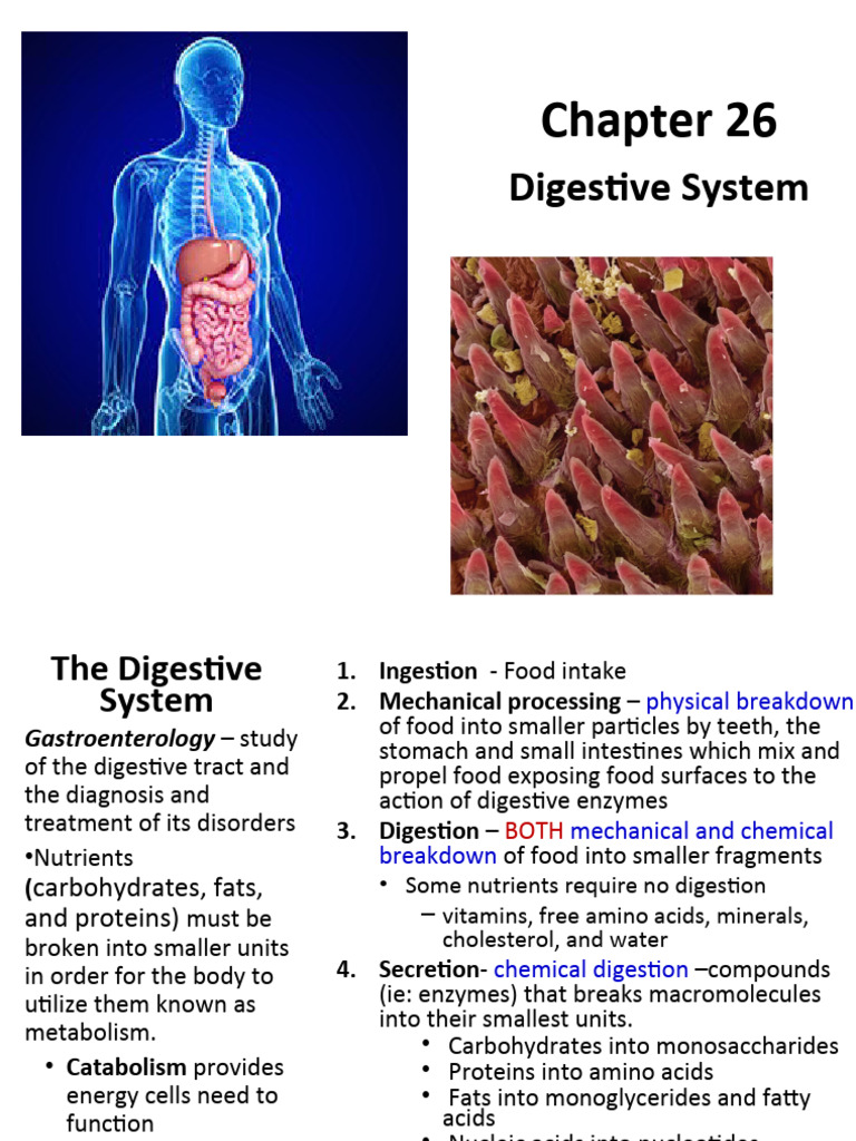 CH 26 Student Digestive | PDF | Pancreas | Stomach