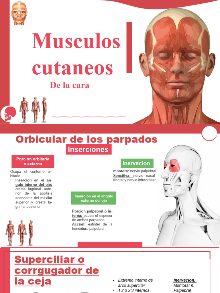 Musculos Cutaneos de La Cara | PDF | Anatomía humana | Cabeza y cuello ...