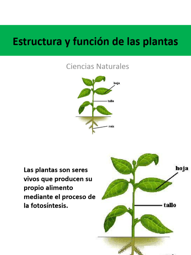2003 8HbzCUHI Estructura y Funcion de Las Plantas 23-03 | PDF