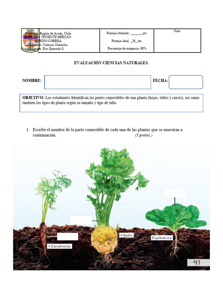 Partes Comestibles y Clasificación de Plantas | PDF