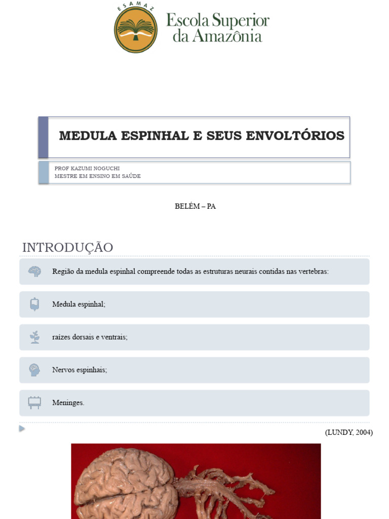 Meninges Do Cérebro E Da Medula Espinhal