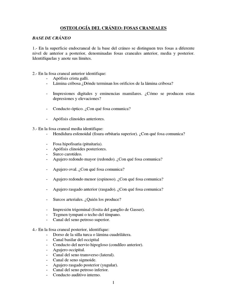 Fosas Craneales y Estructuras Óseas | PDF | Cráneo | Anatomía humana