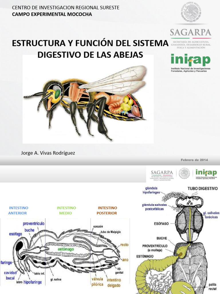 Estructura y Funcion Del Sistema Digestivo de Las Abejas | PDF ...