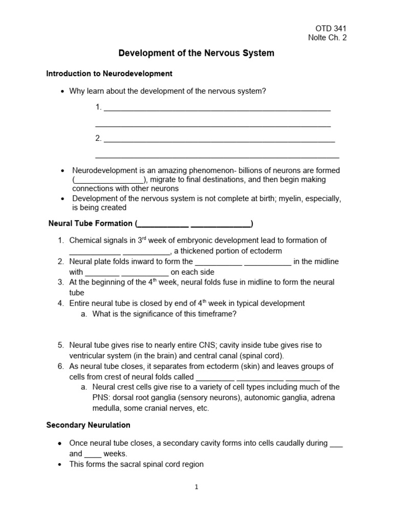 2 (Development) Outline | PDF | Central Nervous System | Brainstem