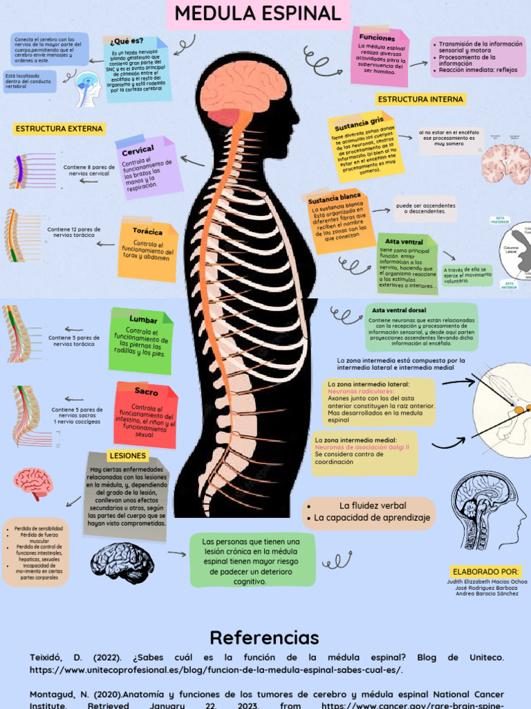 Médula Espinal (Mapa Mental) | PDF | Nervio | Cerebro