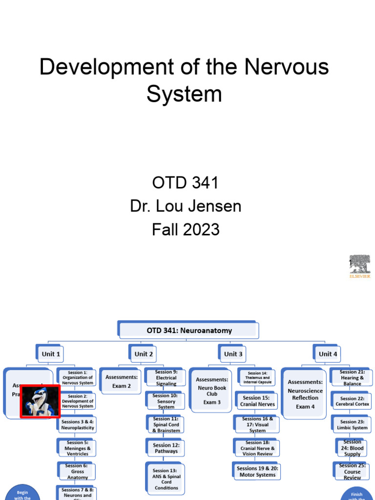 2 (Development) OTD 341 2023 | PDF | Nervous System | Brainstem