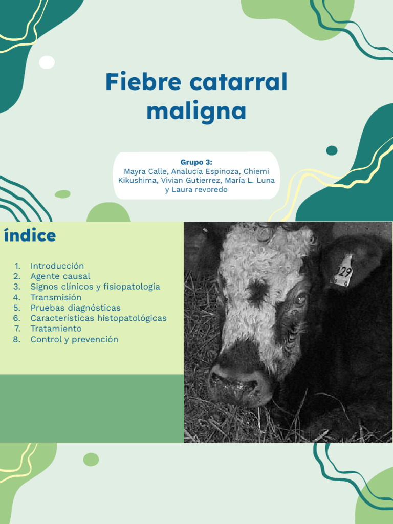 Fiebre Catarral Maligna | PDF | Linfocitos | Reacción en cadena de la ...