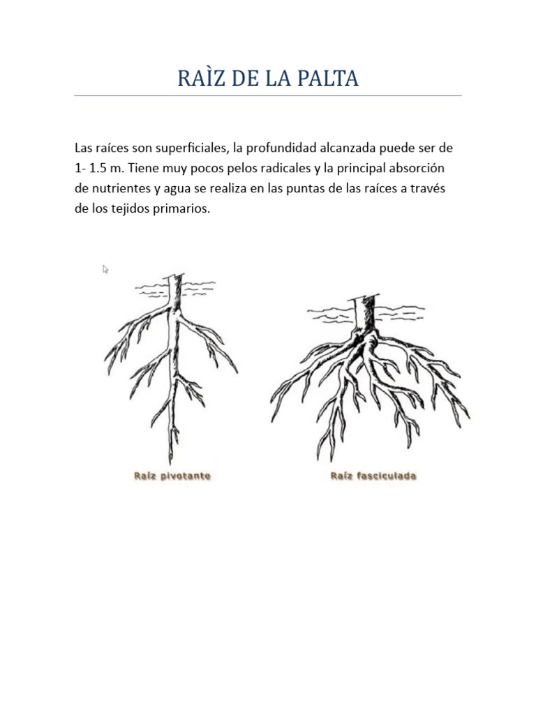 Raìz de La Palta | PDF