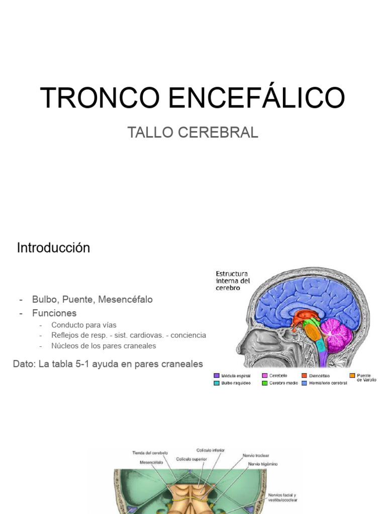 Tronco Encefalico | PDF | Neurociencia | Sistema nervioso