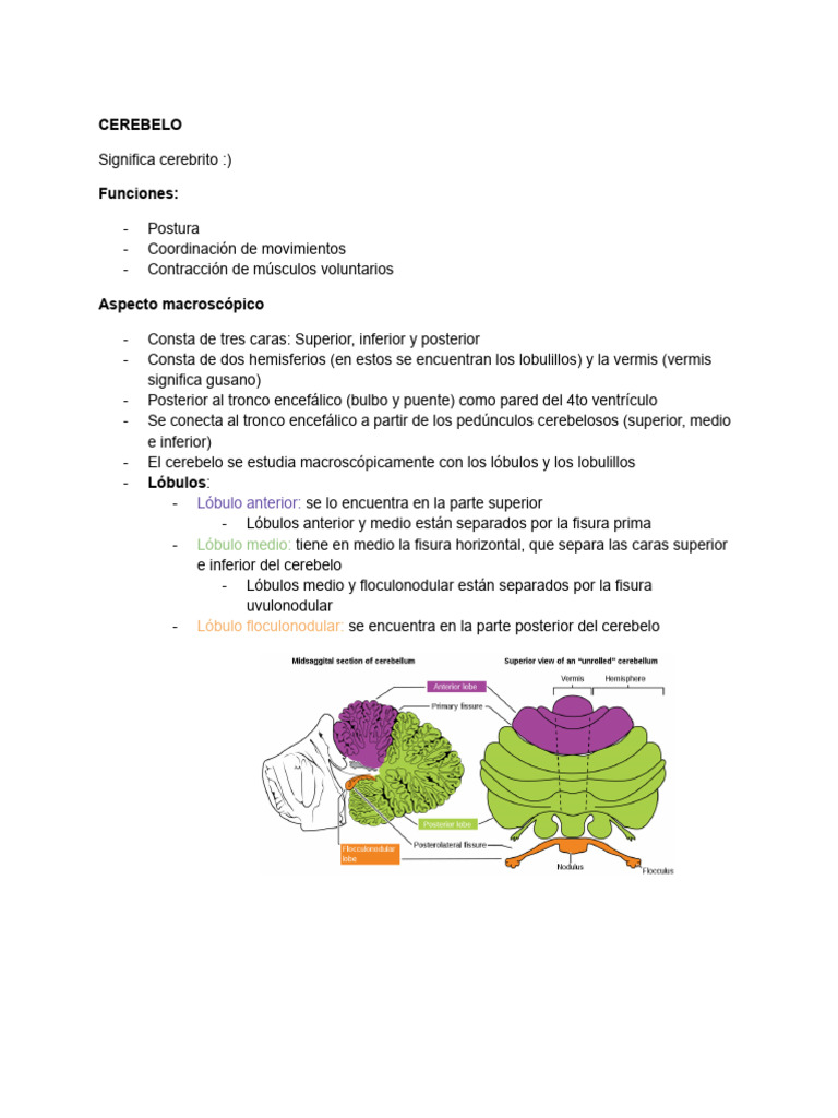 Cerebelo | PDF | Cerebelo | Sistema nervioso
