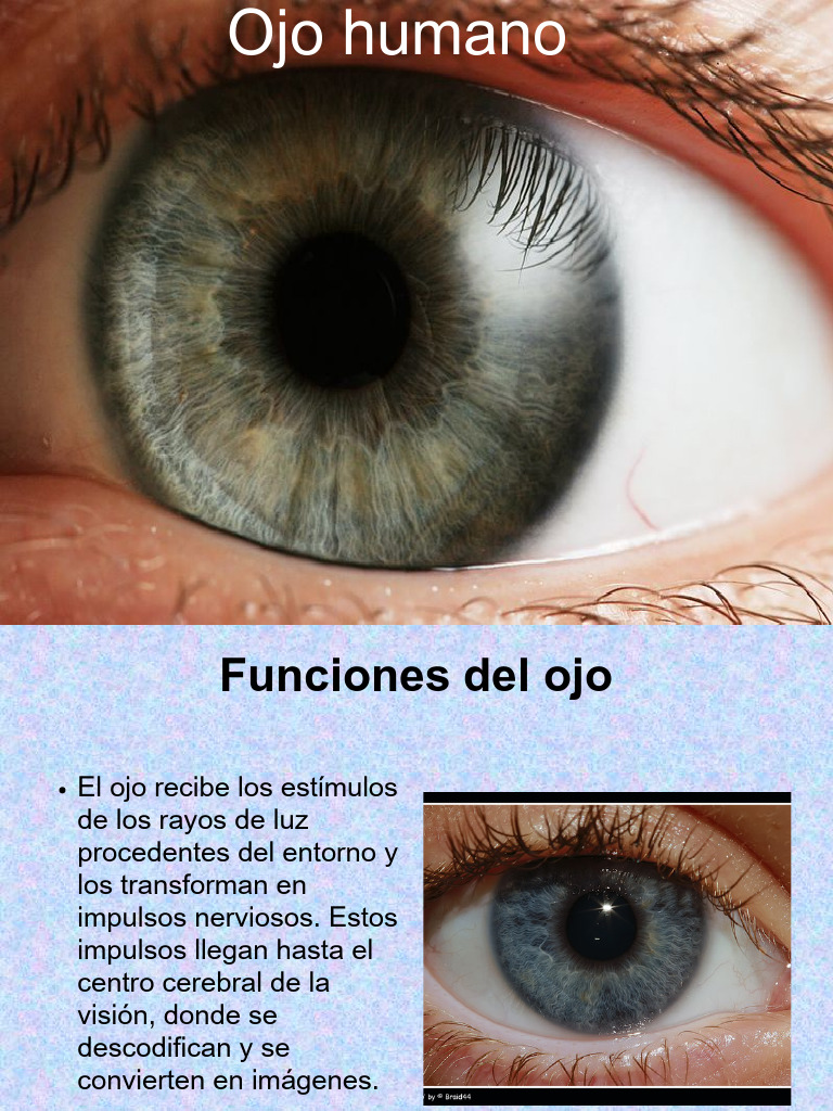 Funciones y Defectos del Ojo Humano | PDF | Ojo humano | Percepción visual