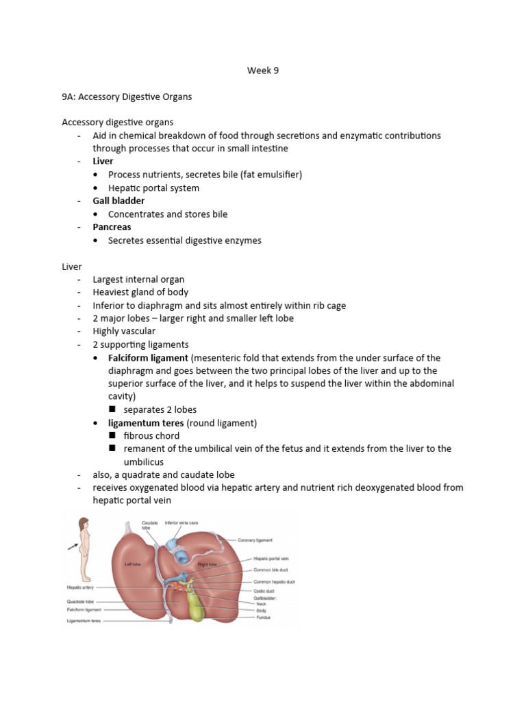Accessory Digestion Organs Anatomy | PDF | Pancreas | Liver