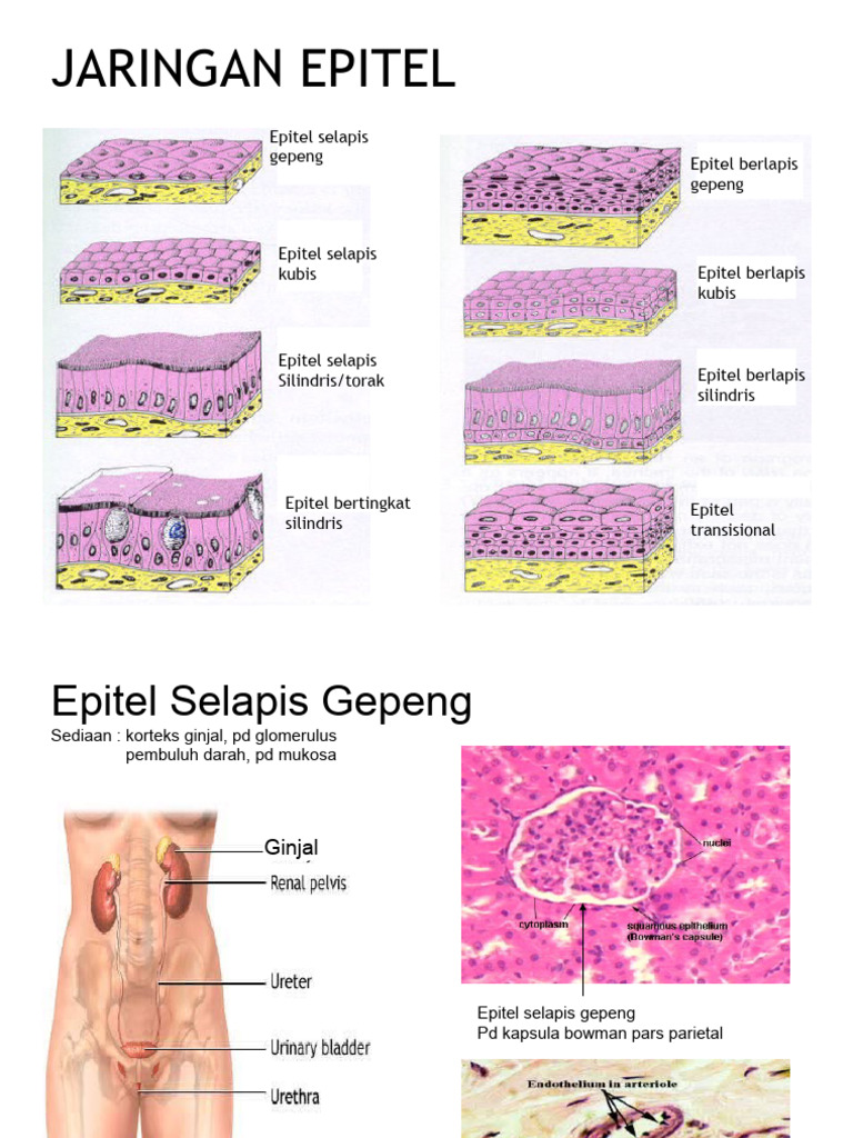 Jaringan Epitel: Epitel Selapis Gepeng Epitel Berlapis Gepeng | PDF