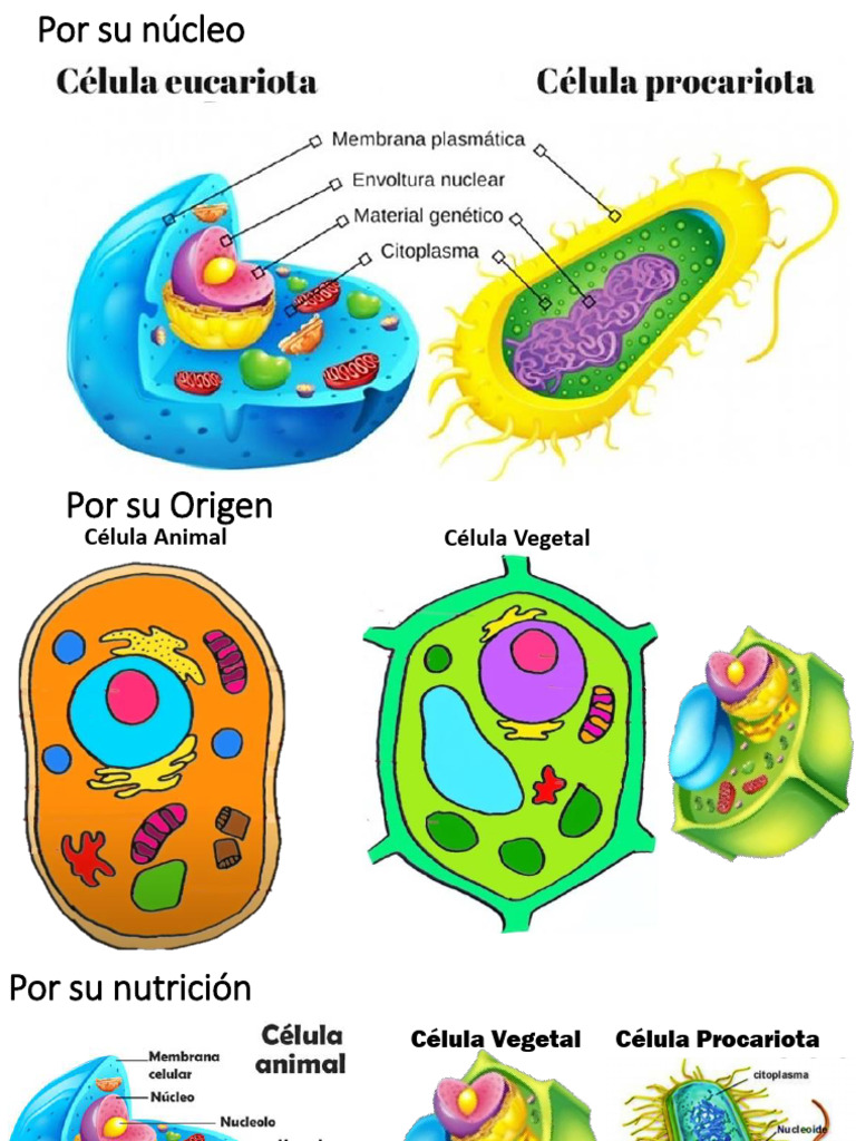 CLASIFICACIÓN DE LA CELULA | PDF
