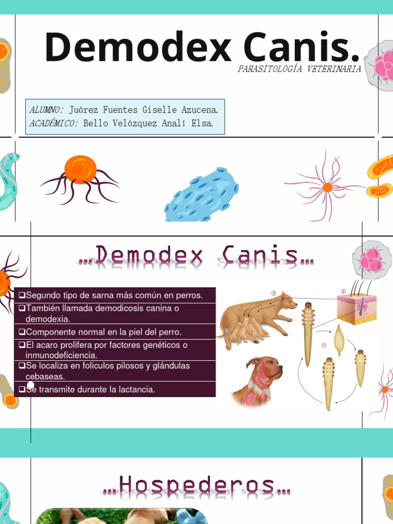 Ciclo Biológico de Demodex Canis en Perros | PDF | Especialidades ...
