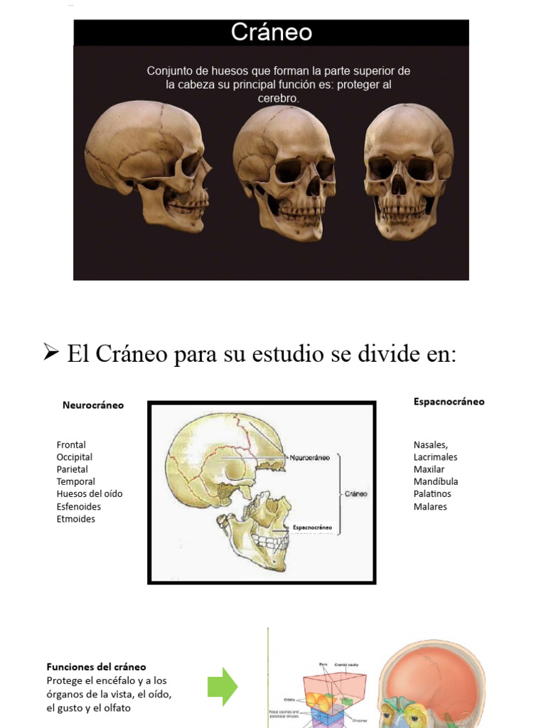 Cráneo | PDF | Cráneo | Anatomía