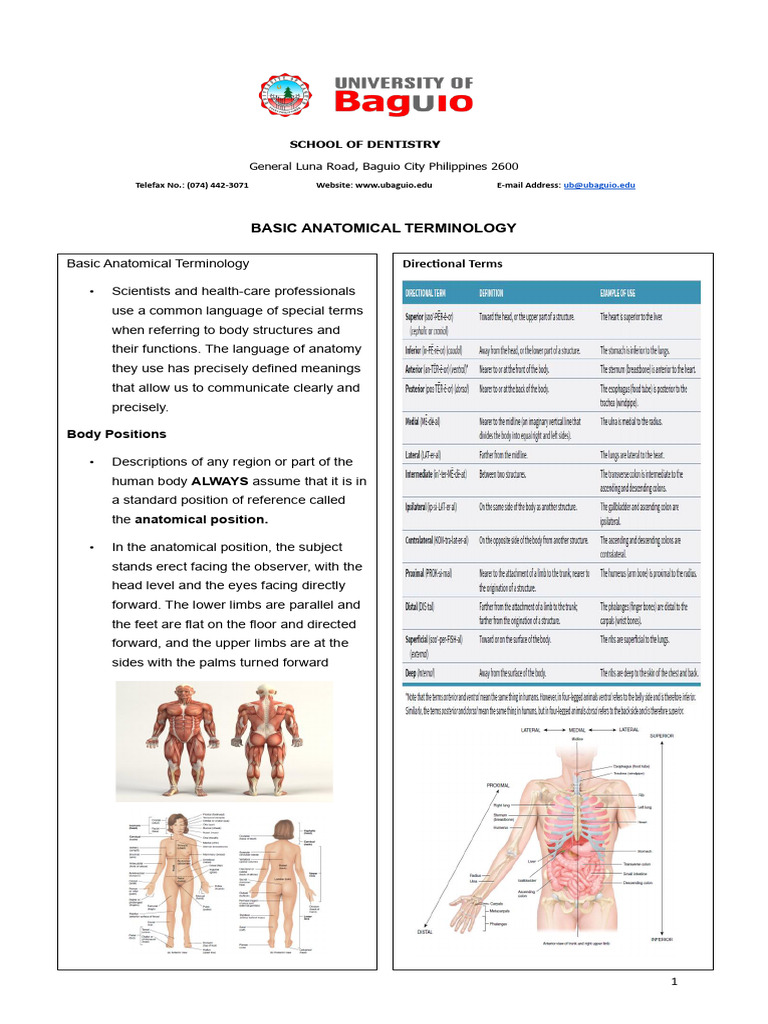 Dental Anatomy Basics | PDF | Wellness | Science & Mathematics