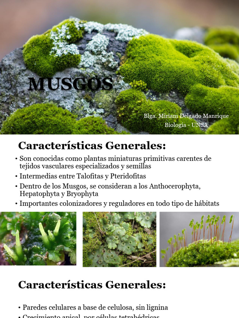 Características y Reproducción de Musgos | PDF | Espora | Biología