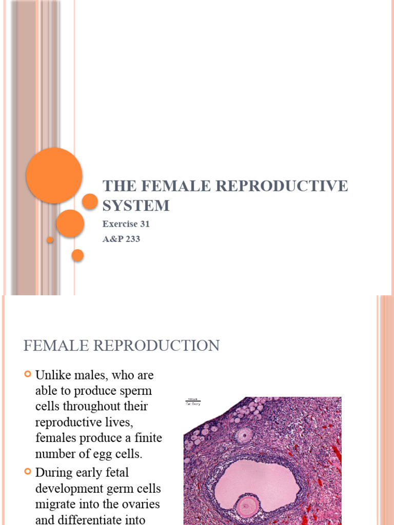 The Female Reproductive System | PDF | Ovary | Menstrual Cycle