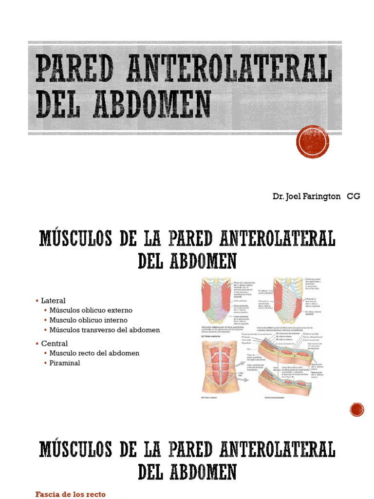 Pared Anterolateral Del Abdomen, Epiplon, Mesenterio, Retroperitoneo ...