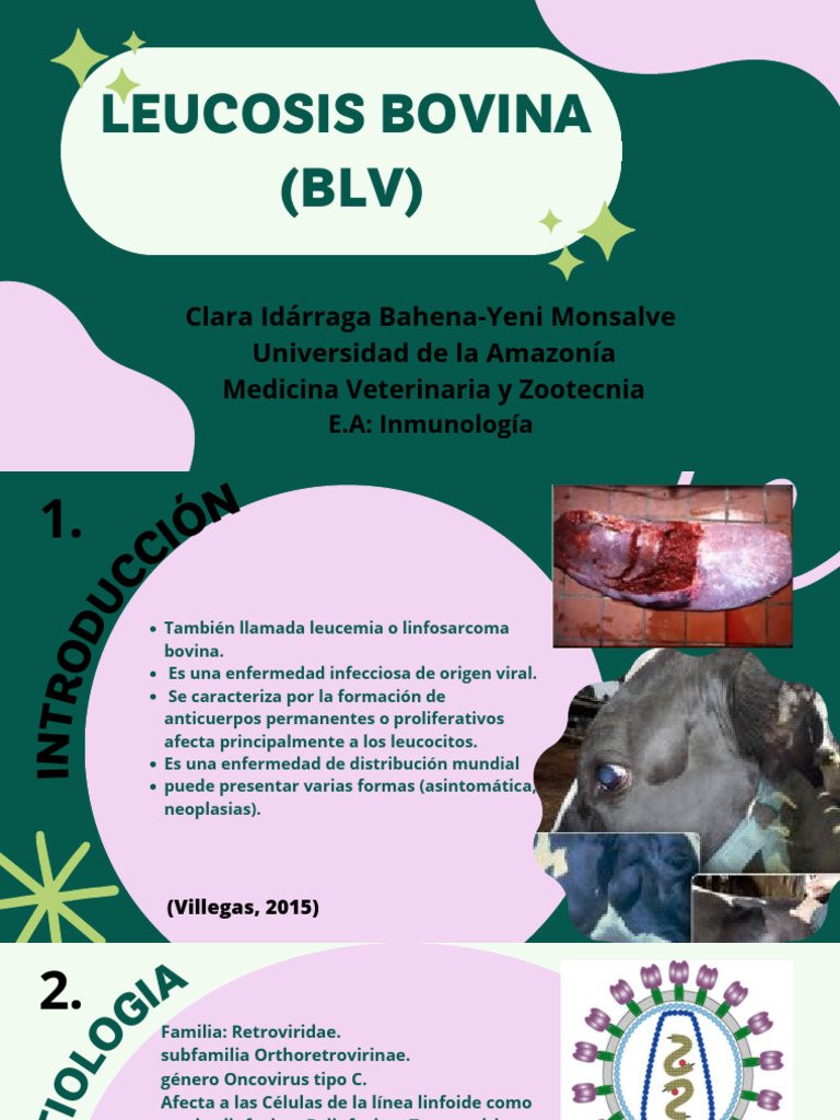 Leucosis Bovina - 20230831 - 134444 - 0000 | PDF | Linfocitos | Virus