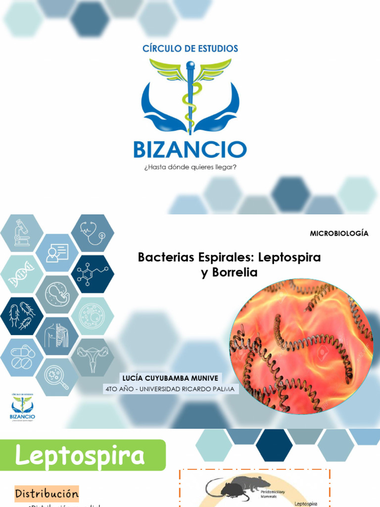 Bacterias Espirales Leptospira y Borrelia | PDF | Enfermedades y trastornos | Especialidades Medicas