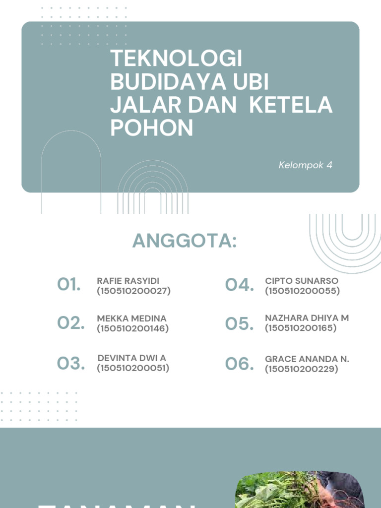 Teknologi Budidaya Ubi Jalar Dan Ketela Pohon - Kelompok 4 | PDF Teknologi Budidaya Ubi Jalar Dan Ketela Pohon - Kelompok 4 | PDF