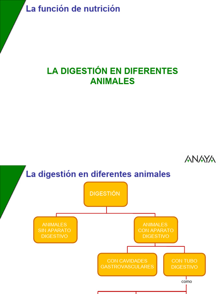 Sistema Digestivo de Los Animaes | PDF | Digestión | Sistema digestivo humano