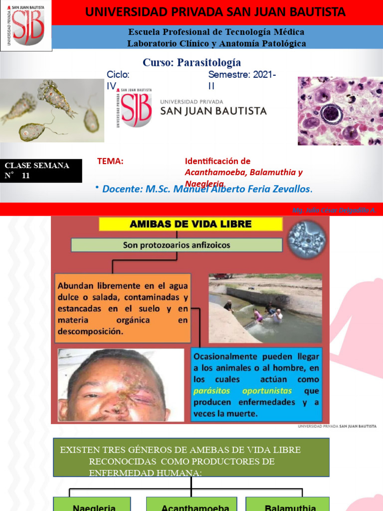 Amebas de Vida Libre | PDF | Organismos | Microbiología