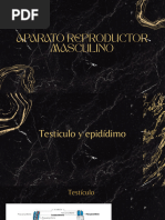 Capas del escroto y su anatomía | PDF