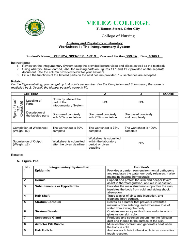 Worksheet 1 Integumentary System | PDF | Skin | Integumentary System