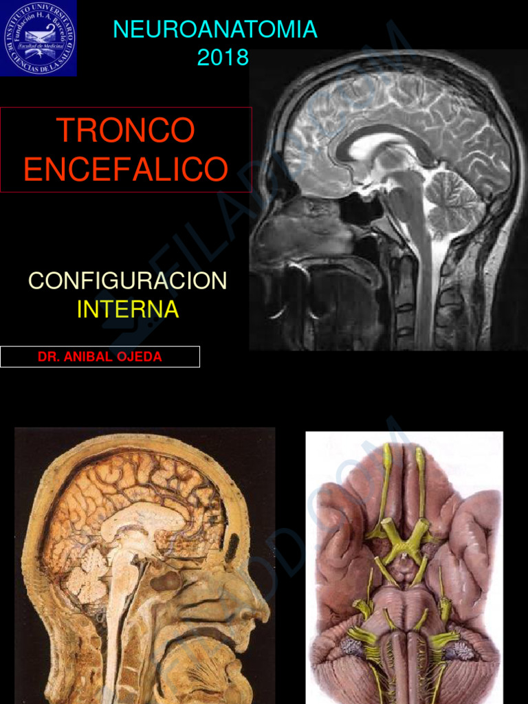 6 Tronco Encefalico 2 2018 | PDF | Cerebelo | Anatomía