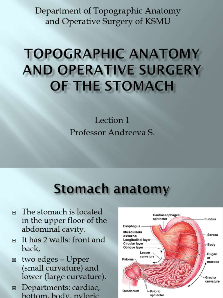 Topographic Anatomy and Operative Surgery of The Stomach | PDF ...