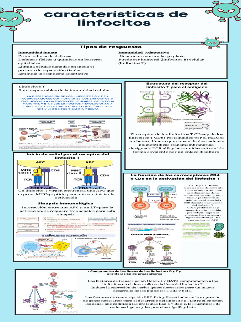 Infografia Linfocito T | PDF | Célula T | T Helper Cell