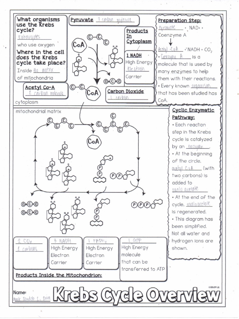 Krebs Cycle Notes | PDF