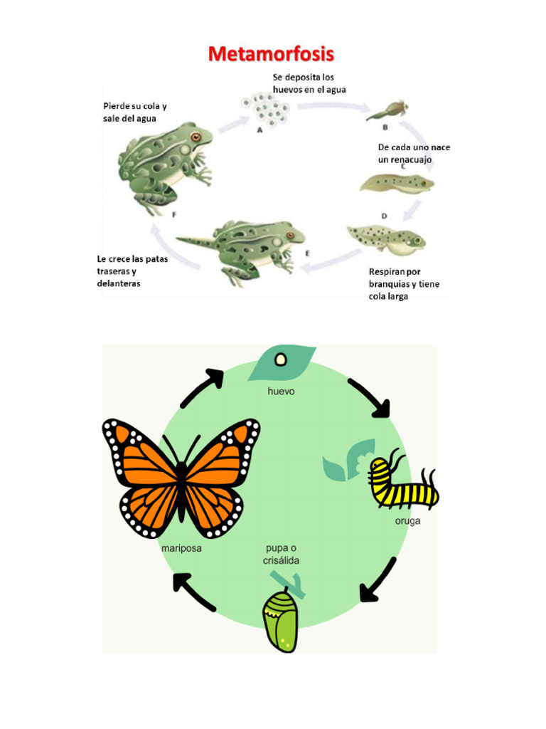 Ciclos de La Vida | PDF