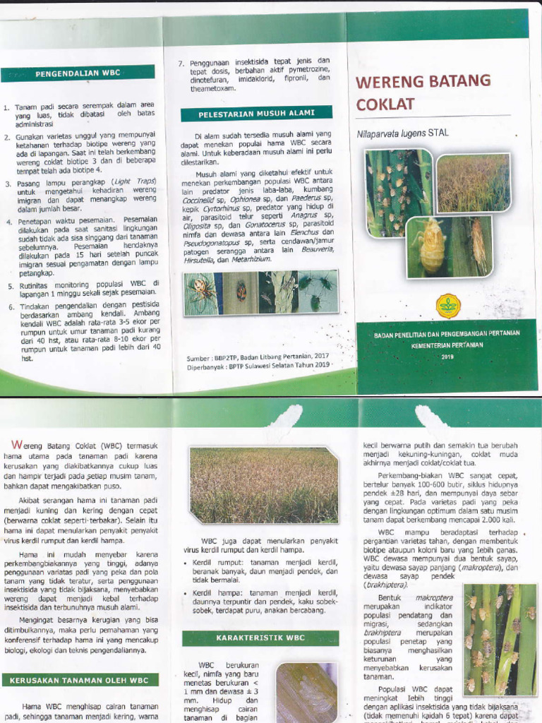 Wereng Batang Coklat | PDF | Sains & Matematika