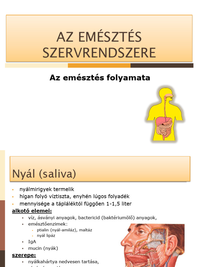 AZ EMÉSZTÉS SZERVRENDSZERE III | PDF